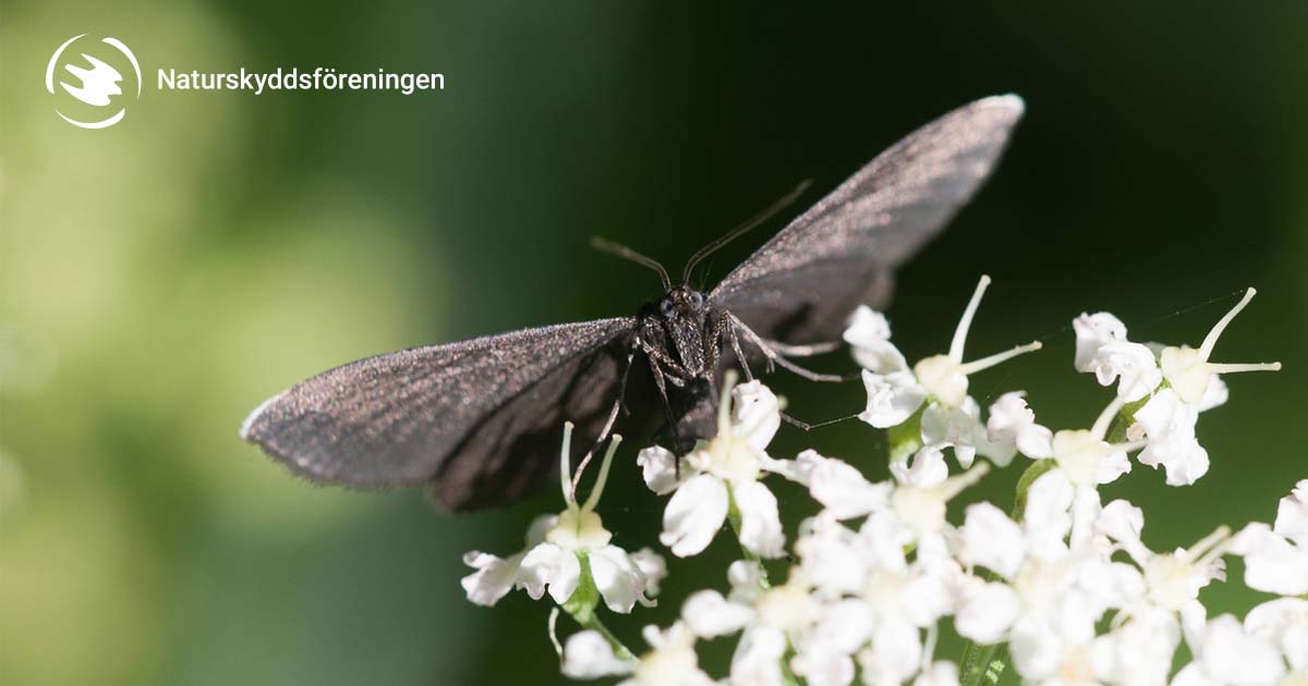 Kuriosa Flyttblock – Naturskyddsföreningen i Surahammar