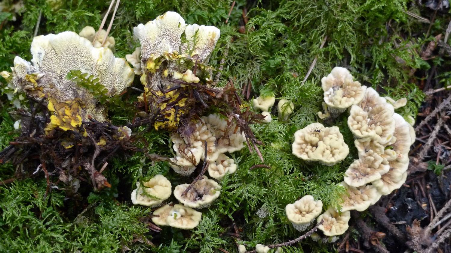 Hydnellum geogenium Gul taggsvamp – Naturskyddsföreningen i Surahammar