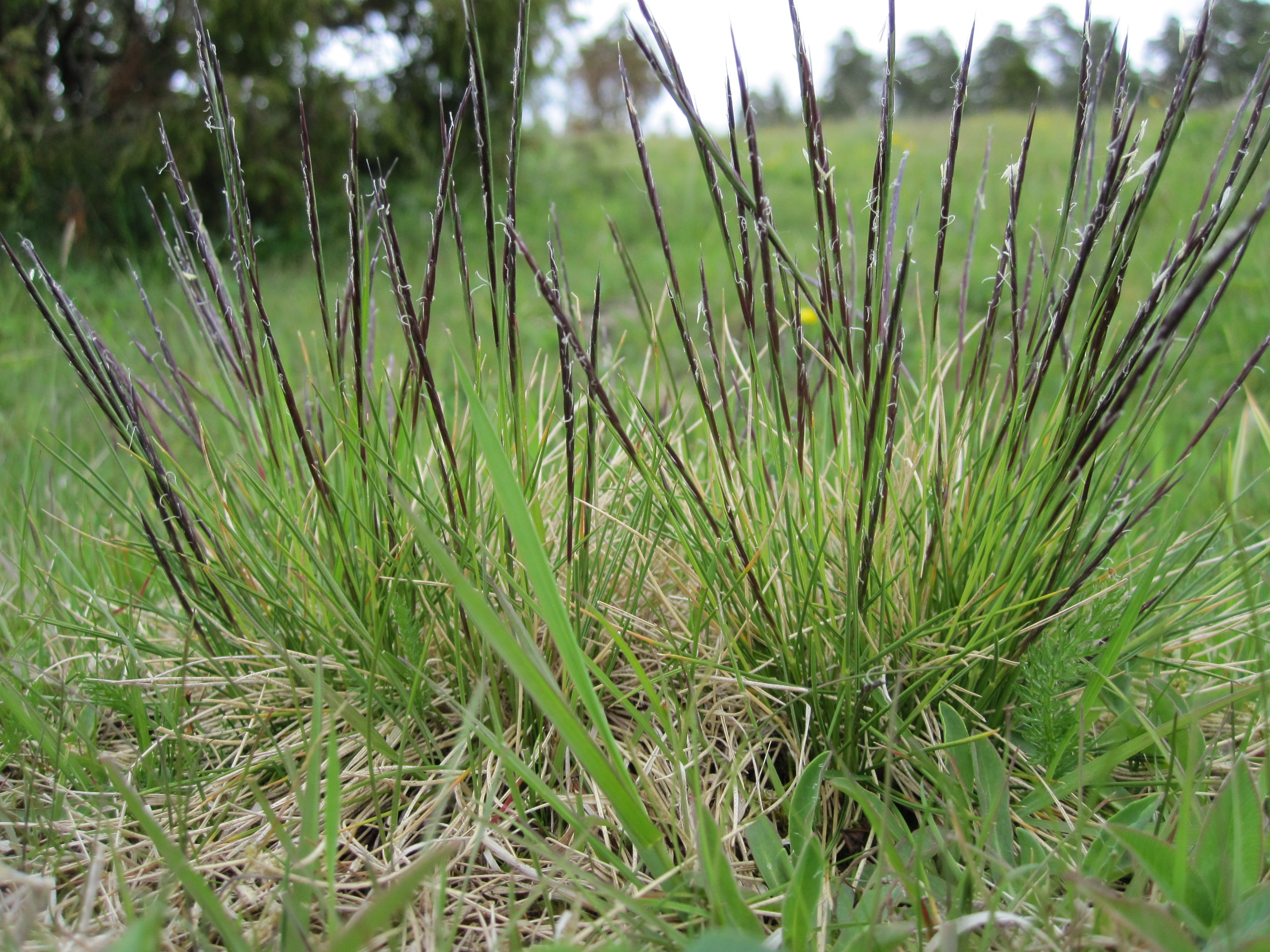 Nardus stricta Stagg – Naturskyddsföreningen i Surahammar