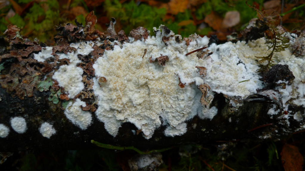 Basidioradulum radula Piggplätt – Naturskyddsföreningen i Surahammar