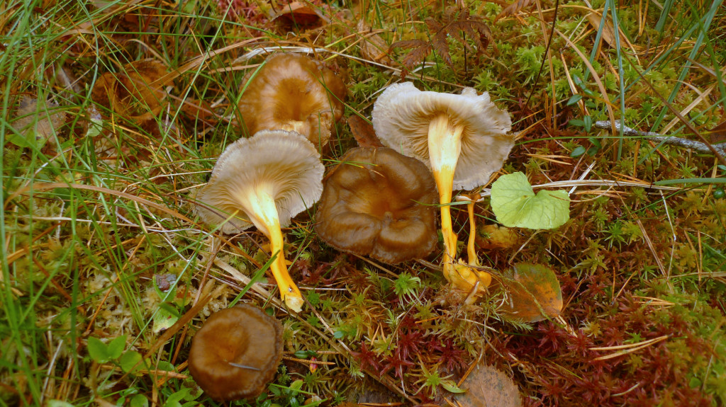 Cantharellus lutescens Rödgul trumpetsvamp – Naturskyddsföreningen i ...