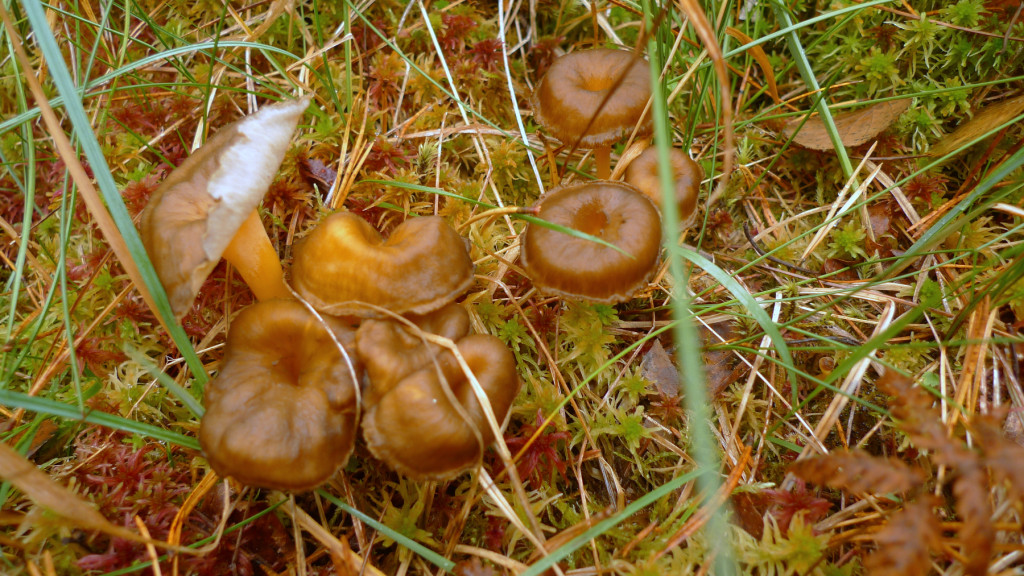 Cantharellus lutescens Rödgul trumpetsvamp – Naturskyddsföreningen i ...