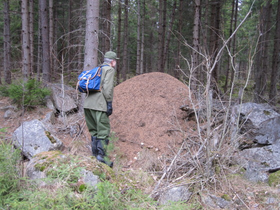 Kuriosa Myrstackar – Naturskyddsföreningen i Surahammar