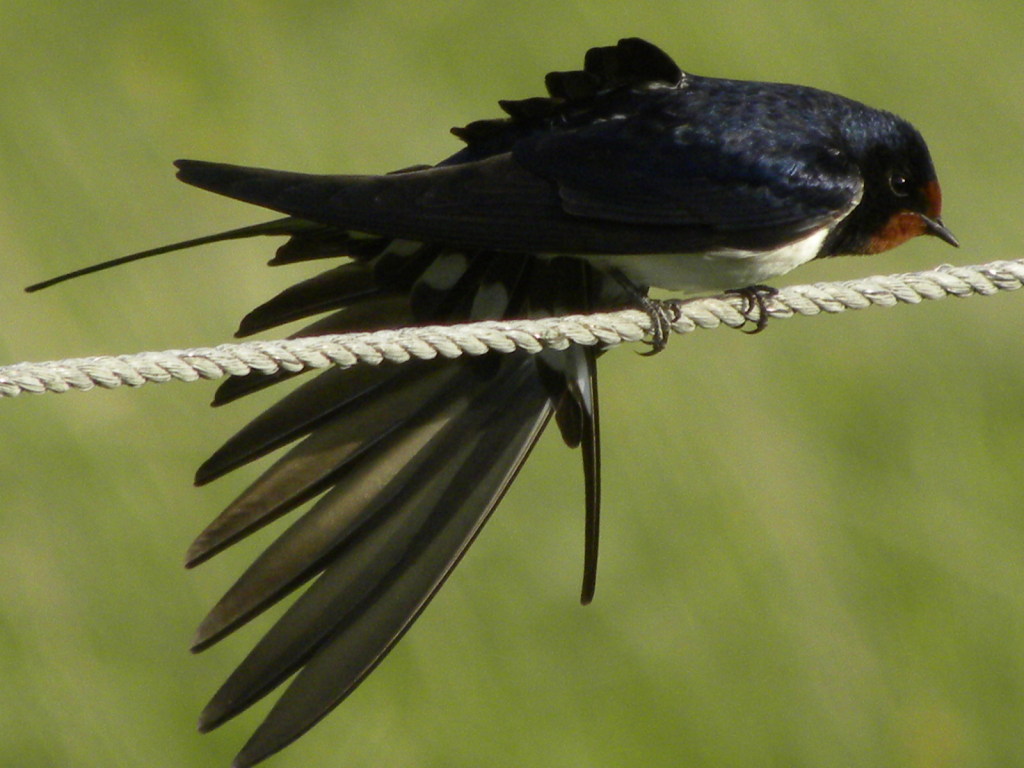 Hirundo rustica Ladusvala – Naturskyddsföreningen i Surahammar