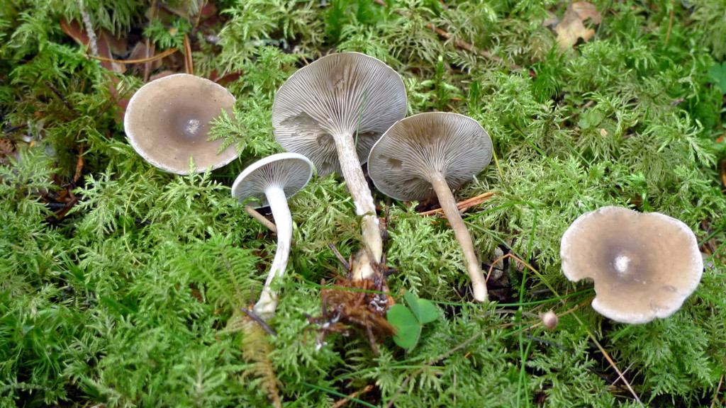 Clitocybe ditopus Mjöltrattskivling – Naturskyddsföreningen i Surahammar