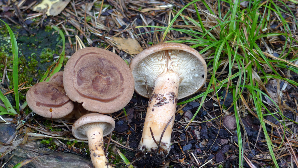 Lactarius helvus Lakritsriska – Naturskyddsföreningen i Surahammar