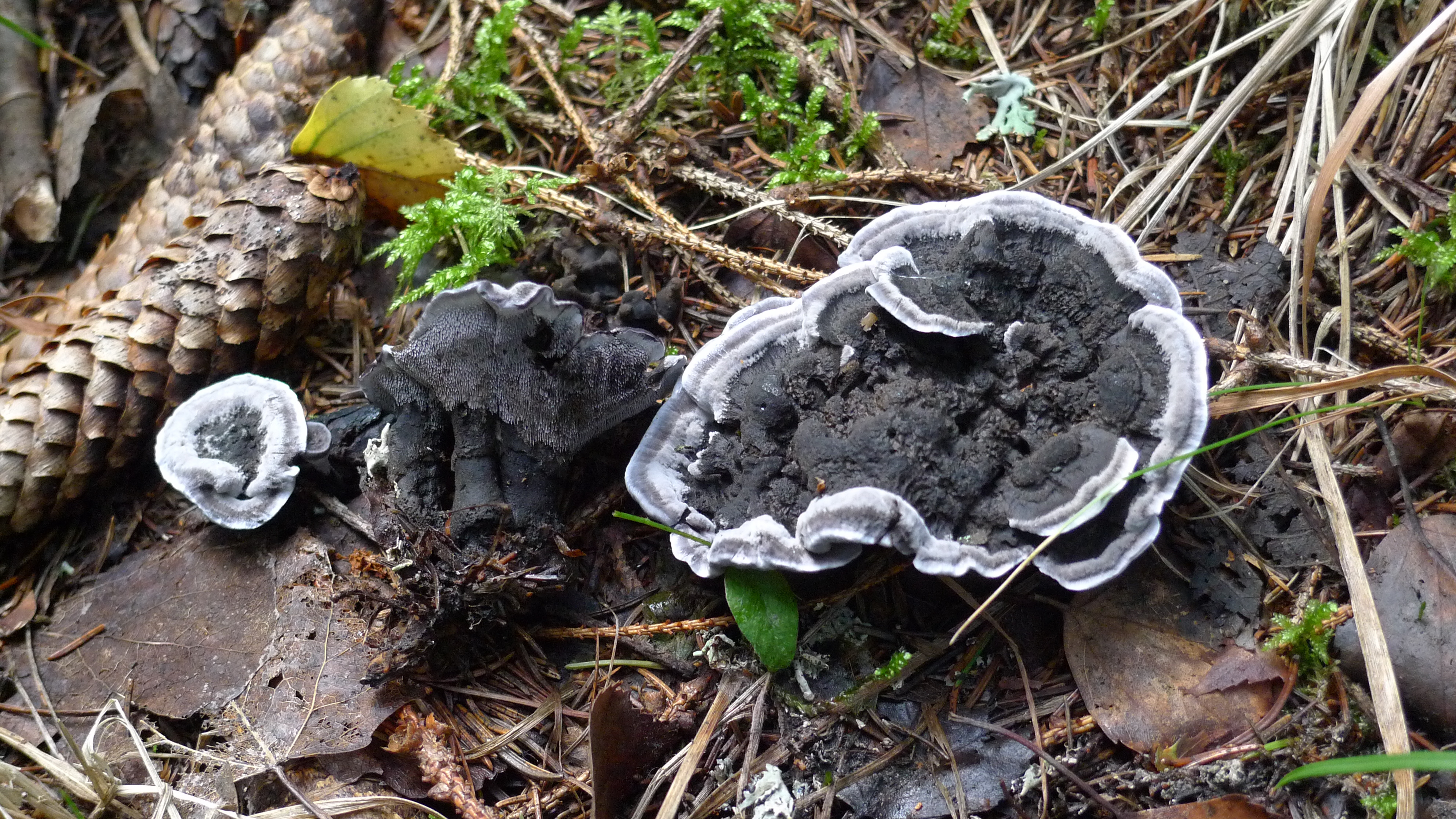 Phellodon niger Svart taggsvamp – Naturskyddsföreningen i Surahammar