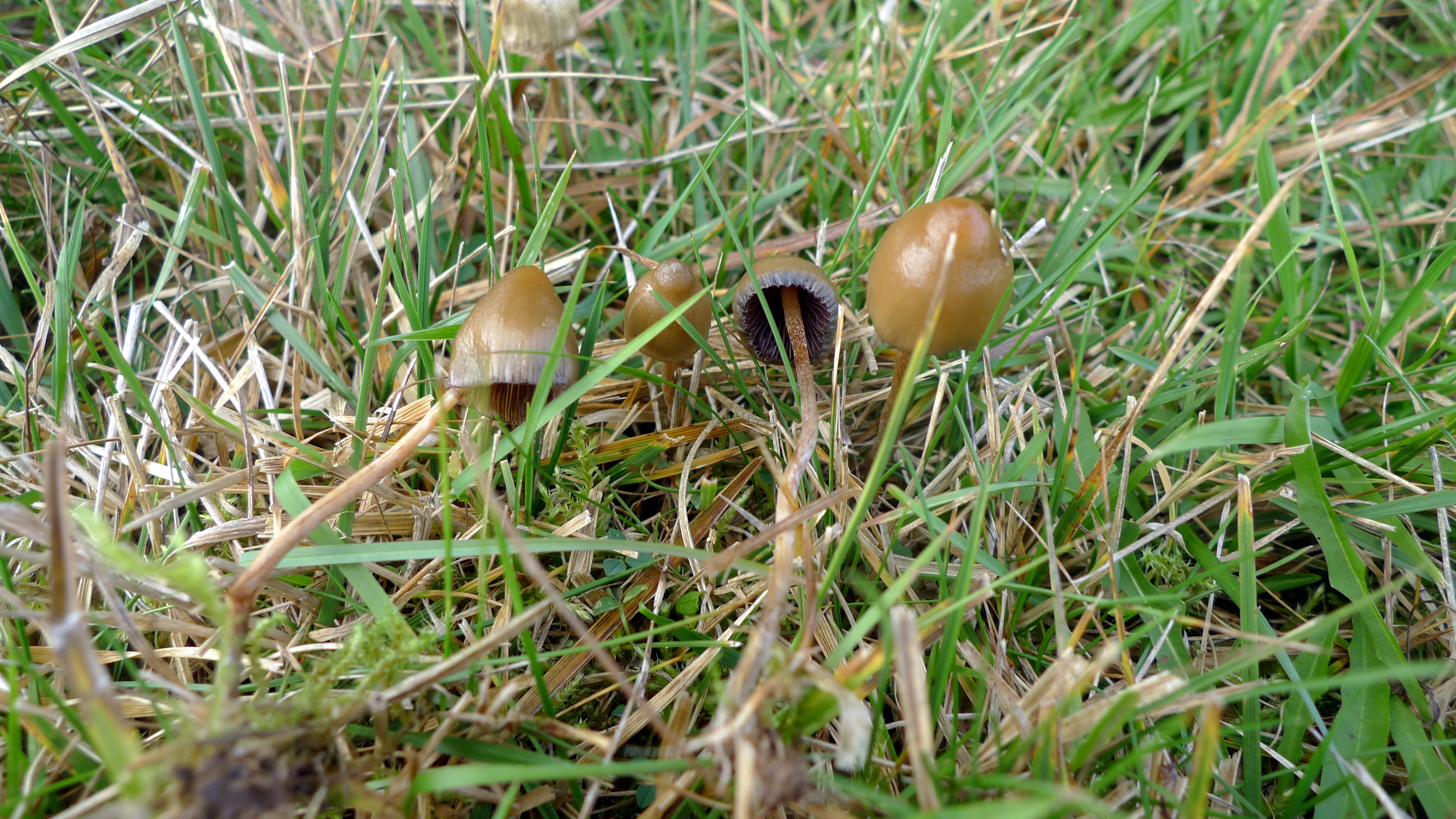Psilocybe semilanceata Toppslätskivling – Naturskyddsföreningen i ...