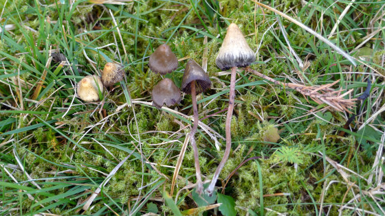 Psilocybe semilanceata Toppslätskivling – Naturskyddsföreningen i ...