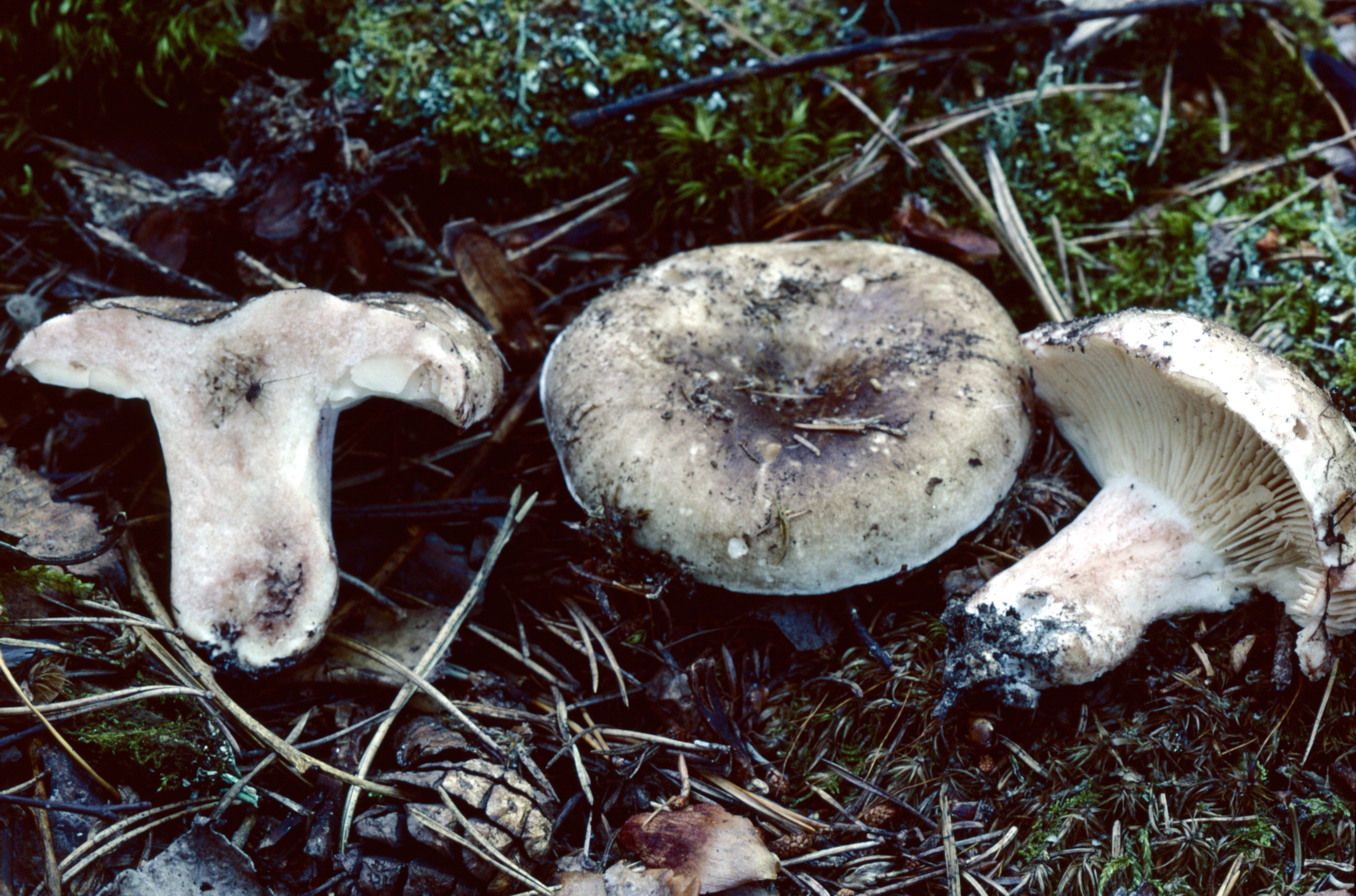 Russula acrifolia Skarp svedkremla – Naturskyddsföreningen i Surahammar