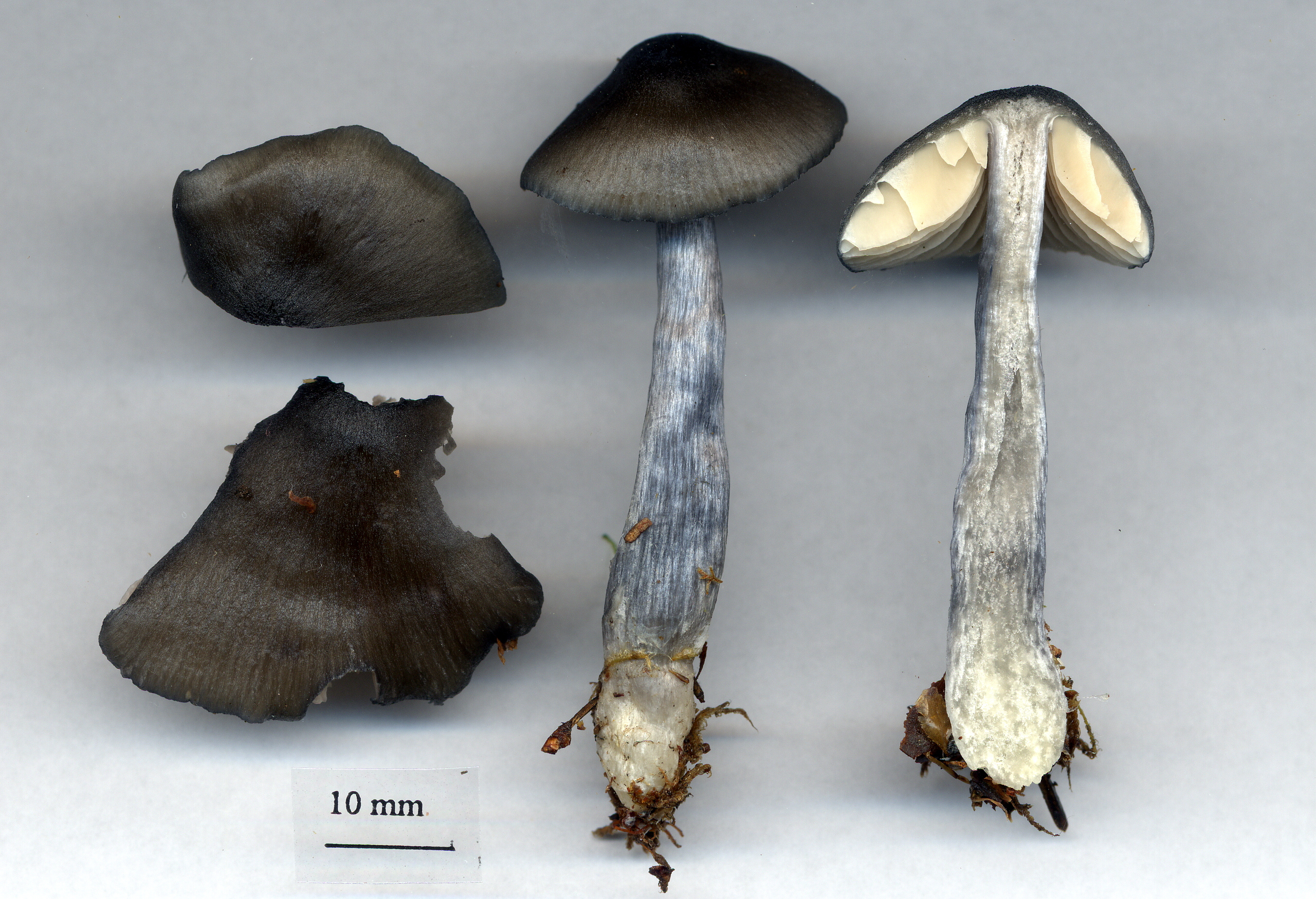 Entoloma nitidum Svartblå rödling – Naturskyddsföreningen i Surahammar