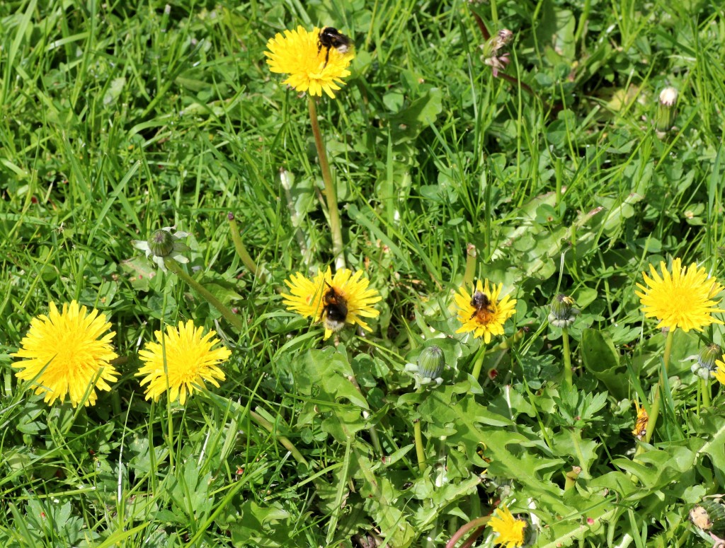 Veckans växt – maskrosen – Naturskyddsföreningen i Surahammar