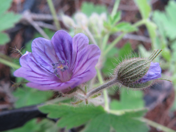 Geranium bohemicum Svedjenäva – Naturskyddsföreningen i Surahammar